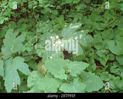American trailplant (Adenocaulon bicolor) Plantae Stock Photo - Alamy