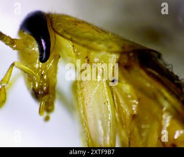 Virginia Wood Cockroach (Parcoblatta virginica) Insecta Stock Photo - Alamy