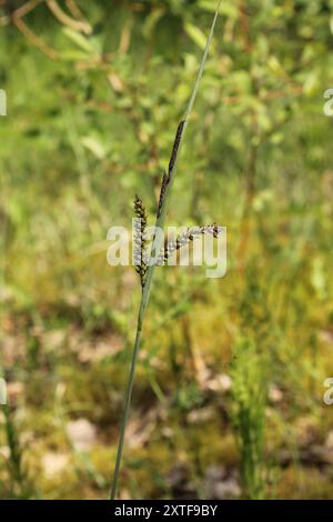 blue sedge (Carex flacca) Plantae Stock Photo - Alamy
