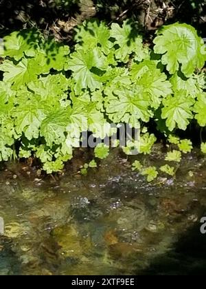 Umbrella Plant (Darmera peltata) Plantae Stock Photo - Alamy