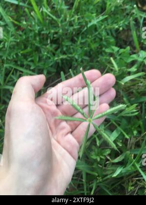 Durban Crowfoot (Dactyloctenium aegyptium) Plantae Stock Photo - Alamy
