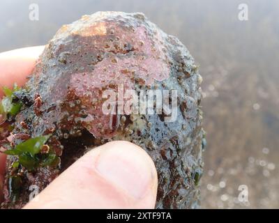 Crustose coralline algae (Lithothamnion) Plantae Stock Photo - Alamy