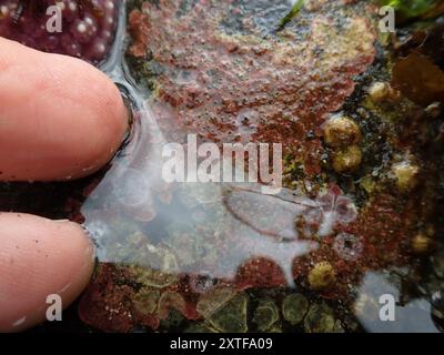 Crustose coralline algae (Lithothamnion) Plantae Stock Photo - Alamy