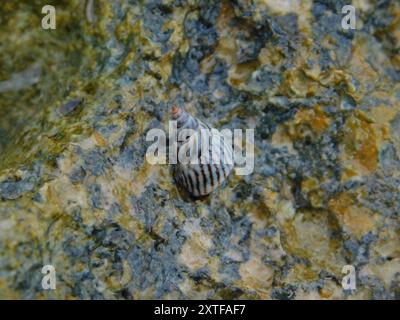 Zebra Periwinkle (Echinolittorina ziczac) Mollusca Stock Photo - Alamy