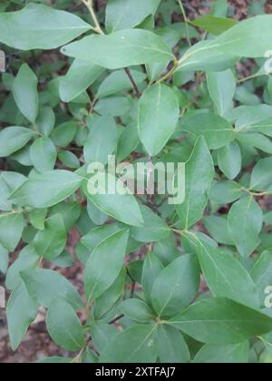 black huckleberry (Gaylussacia baccata) Plantae Stock Photo - Alamy