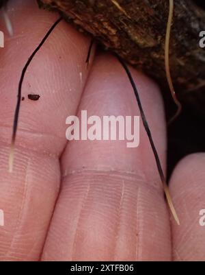 (Xylaria filiformis) Fungi Stock Photo - Alamy
