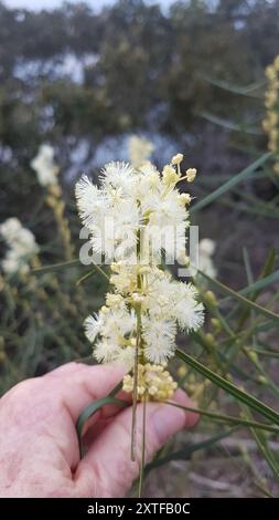 Sweet Wattle (Acacia suaveolens), Plantae, Blue Mountains, AU-NS, AU ...