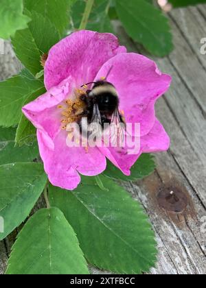 Cryptic Bumble Bee (Bombus cryptarum) Insecta Stock Photo - Alamy