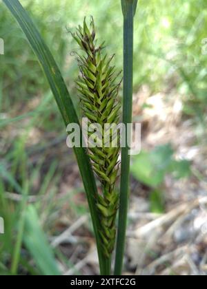 lake sedge (Carex lacustris) Plantae Stock Photo - Alamy
