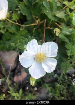 Rocky Mountain raspberry (Rubus deliciosus) Plantae Stock Photo - Alamy
