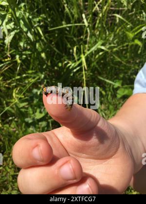 Eight-spotted Forester Moth (Alypia octomaculata) Insecta Stock Photo ...