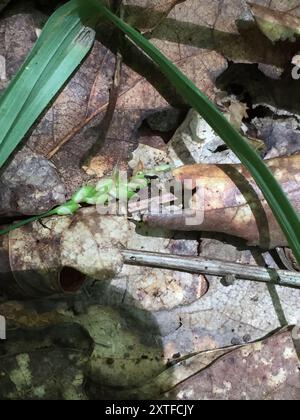 Thin-fruit Sedge (Carex flaccosperma) Plantae Stock Photo - Alamy
