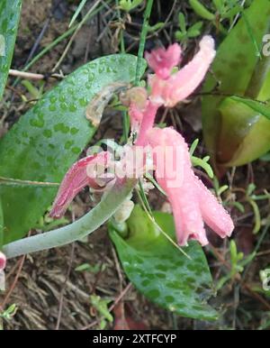 Cape Cowslips (Lachenalia) Plantae Stock Photo - Alamy