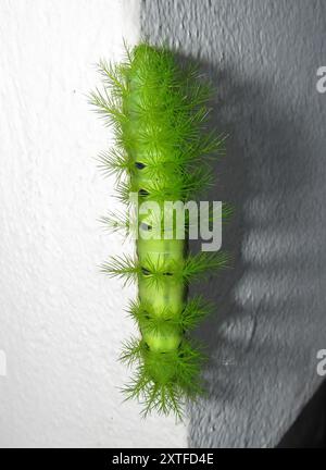 Eyed Silkmoths (Automeris) Insecta Stock Photo - Alamy