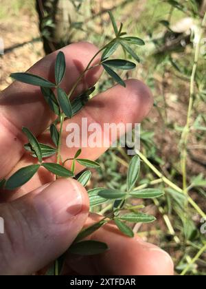 Slimflower Scurfpea (Pediomelum tenuiflorum) Plantae Stock Photo - Alamy