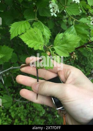 Canadian Hawthorn (Crataegus canadensis), Plantae, Laval, QC, Canada ...