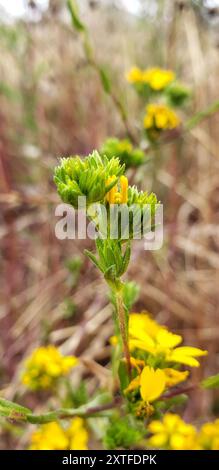 Clustered Tarweed (Deinandra fasciculata) Plantae Stock Photo - Alamy
