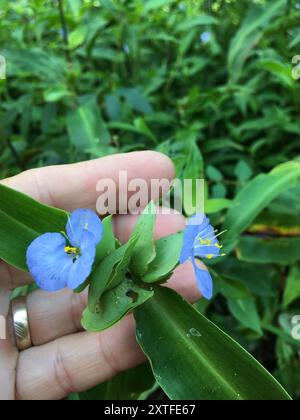 Virginia Dayflower (Commelina virginica) Plantae Stock Photo - Alamy