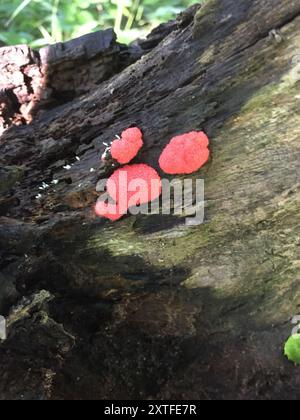 Red Raspberry Slime Mold (Tubifera ferruginosa) Protozoa Stock Photo ...