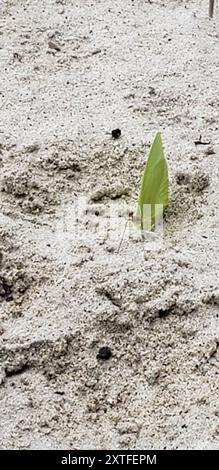 Statira Sulphur (Phoebis statira) Insecta Stock Photo - Alamy