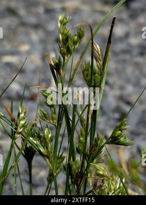 Slender Path Rush (Juncus tenuis) Plantae Stock Photo - Alamy