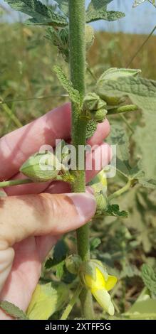 Russian Hollyhock (Alcea rugosa) Plantae Stock Photo - Alamy