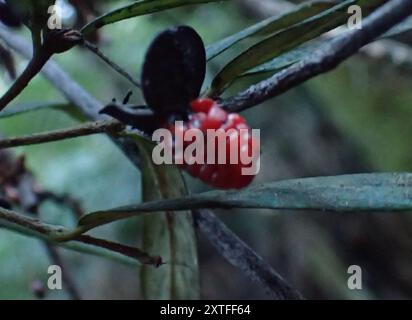 Banyalla (Pittosporum bicolor) Plantae Stock Photo - Alamy