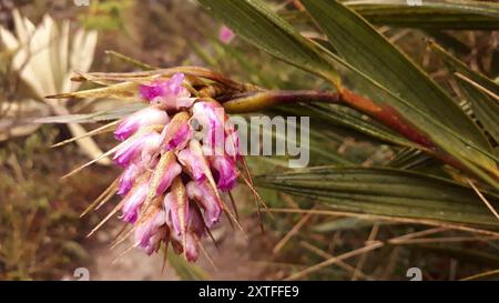 Spotted Elleanthus (Elleanthus maculatus) Plantae Stock Photo - Alamy