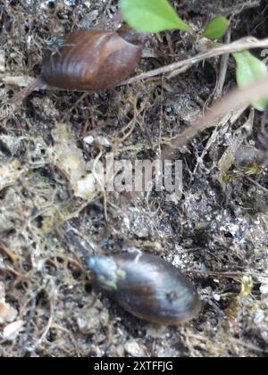 Slender Amber Snail (Oxyloma elegans) Mollusca Stock Photo - Alamy