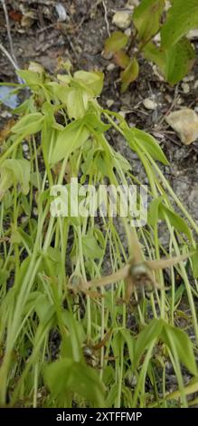 Meadow Pink (Sabatia campestris) Plantae Stock Photo - Alamy
