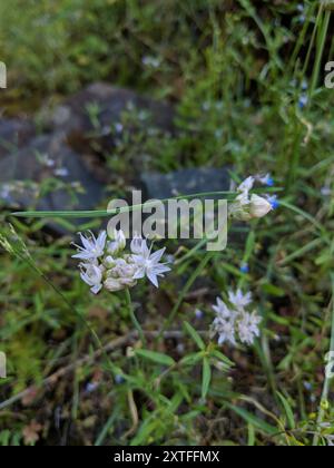 Nevius' garlic (Allium nevii) Plantae Stock Photo - Alamy