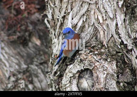 small blue song birds near tree and rustic grill Stock Photo - Alamy