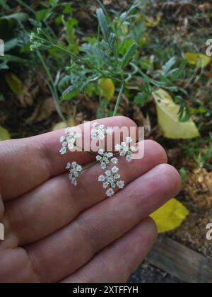 hedge parslies (Torilis) Plantae Stock Photo - Alamy