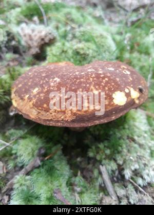 spotted bolete (Xanthoconium affine) Fungi Stock Photo - Alamy