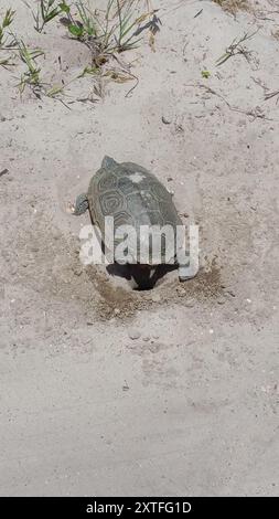 Diamondback Terrapin (Malaclemys terrapin) Reptilia Stock Photo - Alamy