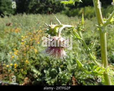 Mount Hamilton fountain thistle (Cirsium fontinale campylon) Plantae ...