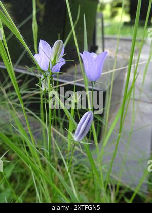 Harebell Complex (Campanula rotundifolia) Plantae Stock Photo - Alamy