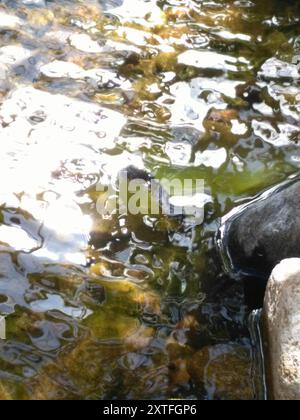 Two-striped Garter Snake (Thamnophis hammondii) Reptilia Stock Photo ...