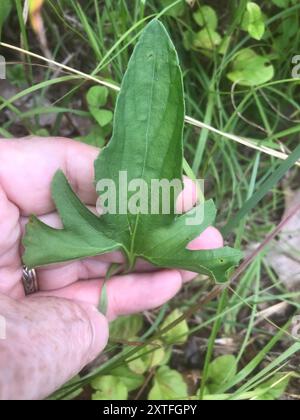 three-lobed violet (Viola palmata) Plantae Stock Photo - Alamy