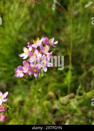 Common centaury (Centaurium erythraea) Plantae Stock Photo - Alamy