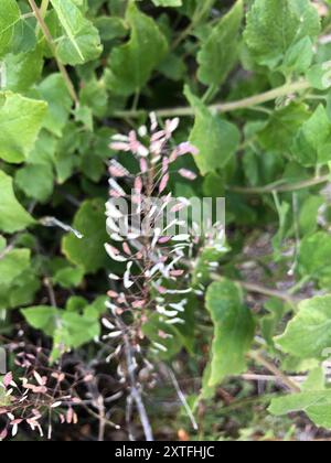 Western Tansymustard (Descurainia pinnata) Plantae Stock Photo - Alamy