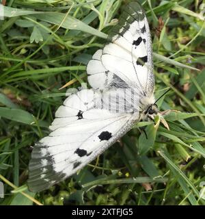 Clouded Apollo (Parnassius mnemosyne) Insecta Stock Photo - Alamy