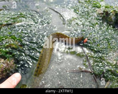 Penpoint Gunnel (Apodichthys flavidus) Actinopterygii Stock Photo - Alamy