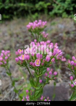 Common centaury (Centaurium erythraea) Plantae Stock Photo - Alamy