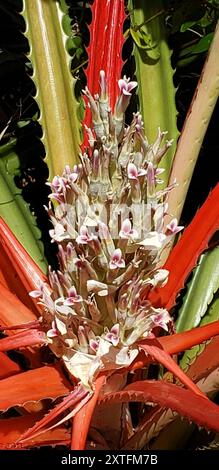 piñuela (Bromelia pinguin) Plantae Stock Photo - Alamy