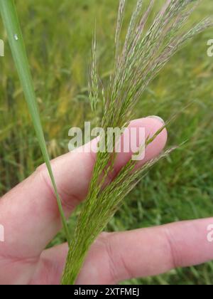 Loose Silky-bent (Apera spica-venti) Plantae Stock Photo - Alamy