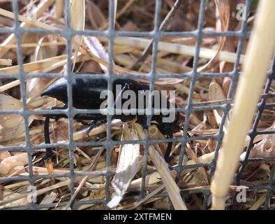 (Eleodes acuticauda) Insecta Stock Photo - Alamy