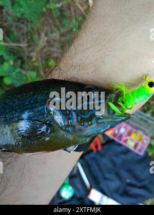 Green Sunfish (Lepomis cyanellus) Actinopterygii Stock Photo - Alamy