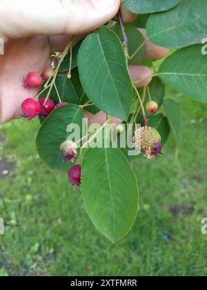 quince rust (Gymnosporangium clavipes) Fungi Stock Photo - Alamy