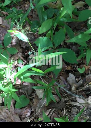variable witchgrass (Dichanthelium commutatum) Plantae Stock Photo - Alamy